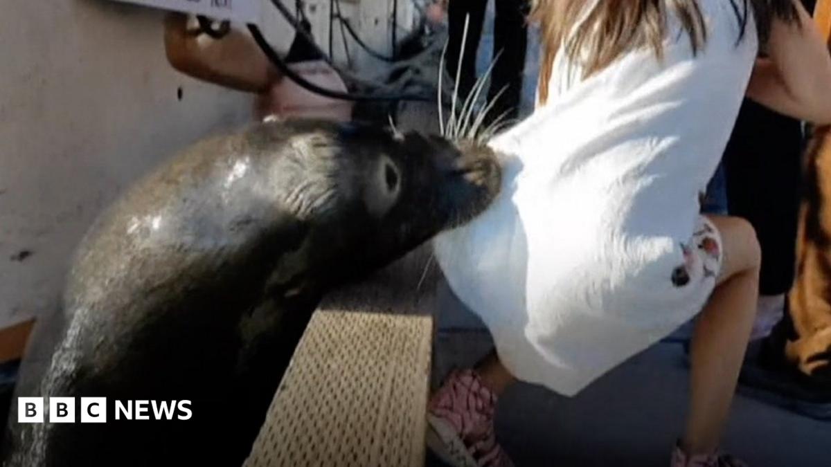 Sea Lion Attack Girl Treated Over seal Finger Risk BBC News