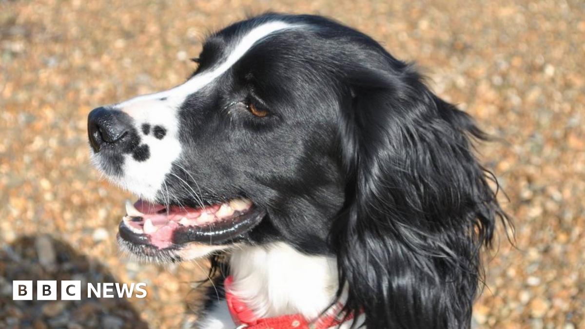 Stolen Rothwell dog Bella back home after four-month disappearance ...