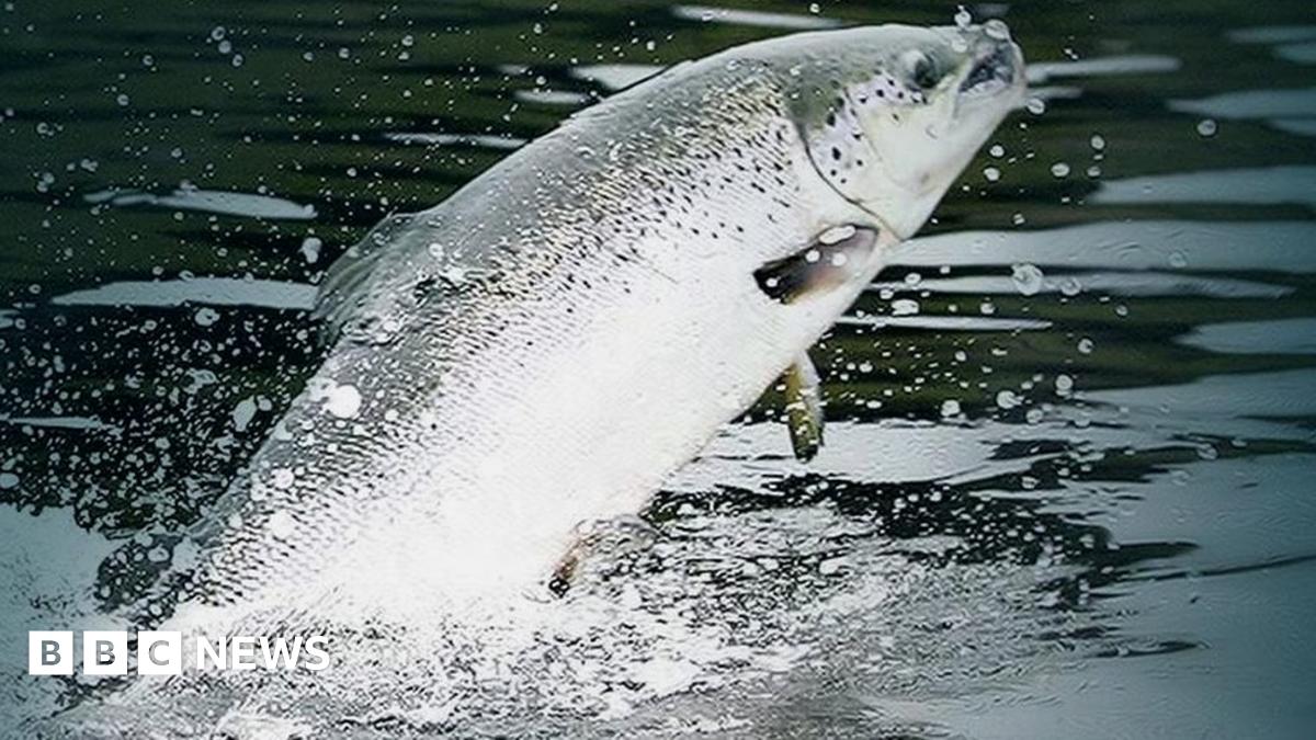 125,000 salmon die in disease outbreak at Lewis fish farms - BBC News