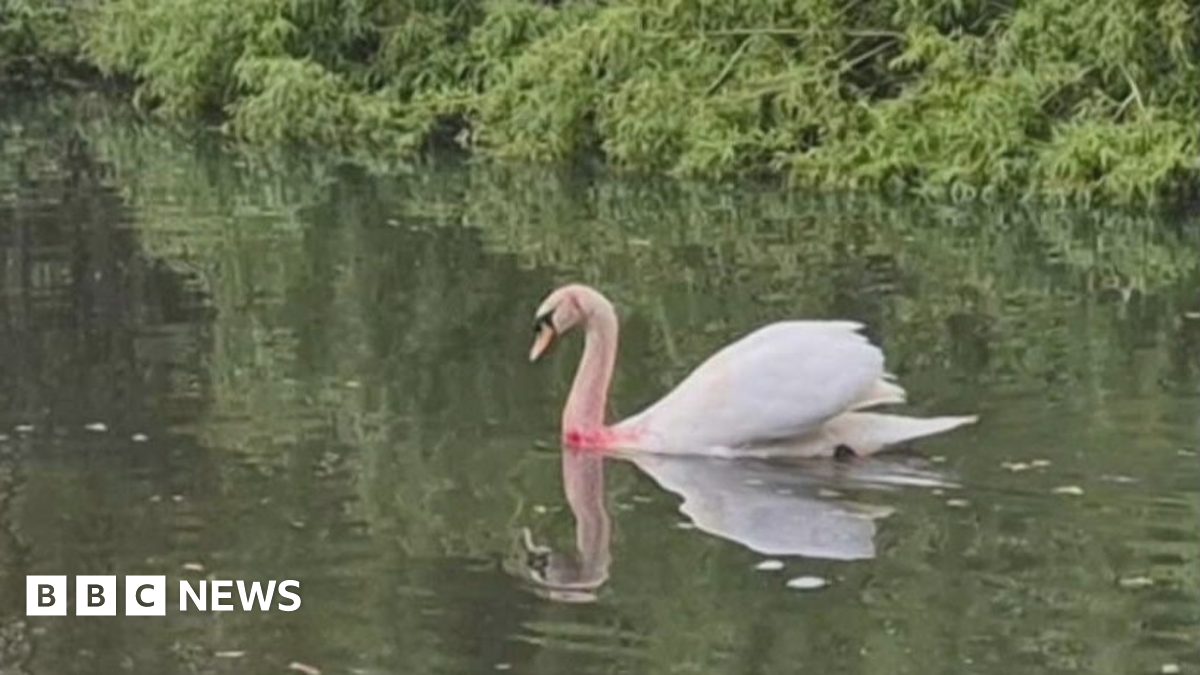 Swan injured in Blackwater catapult attack - BBC News