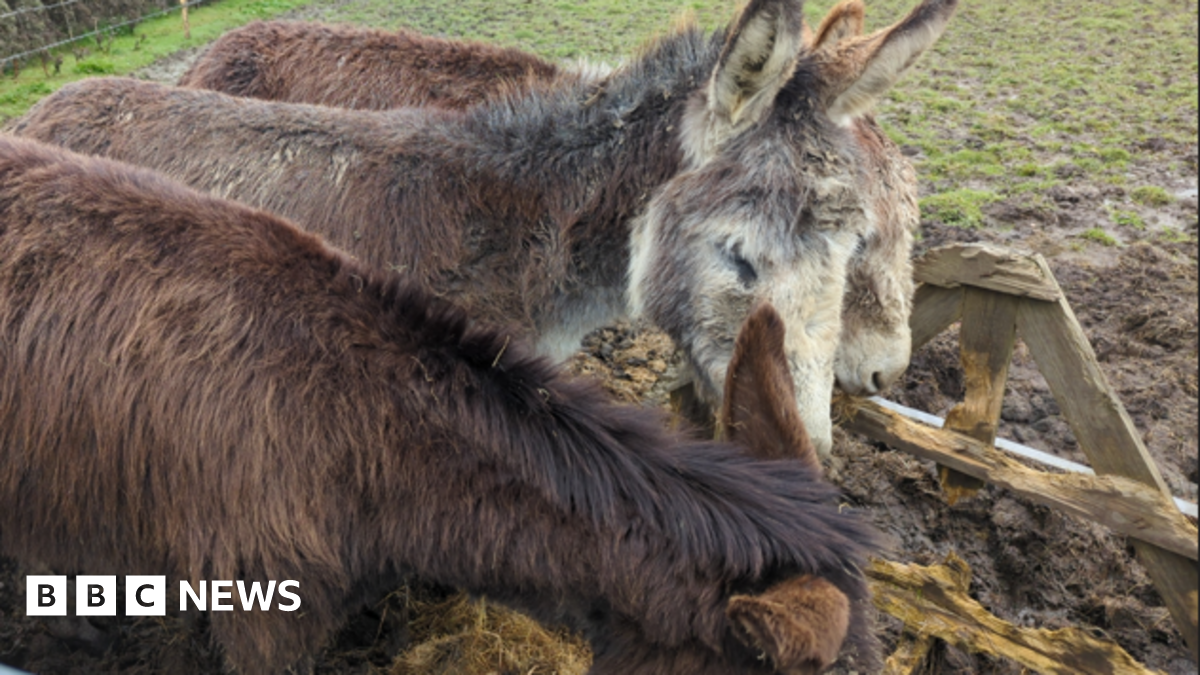 Couple banned from owning donkeys after neglect - BBC News