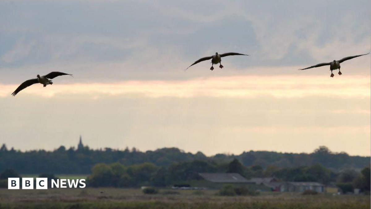 Martin Mere wetland centre to reopen after bird flu scare - BBC News