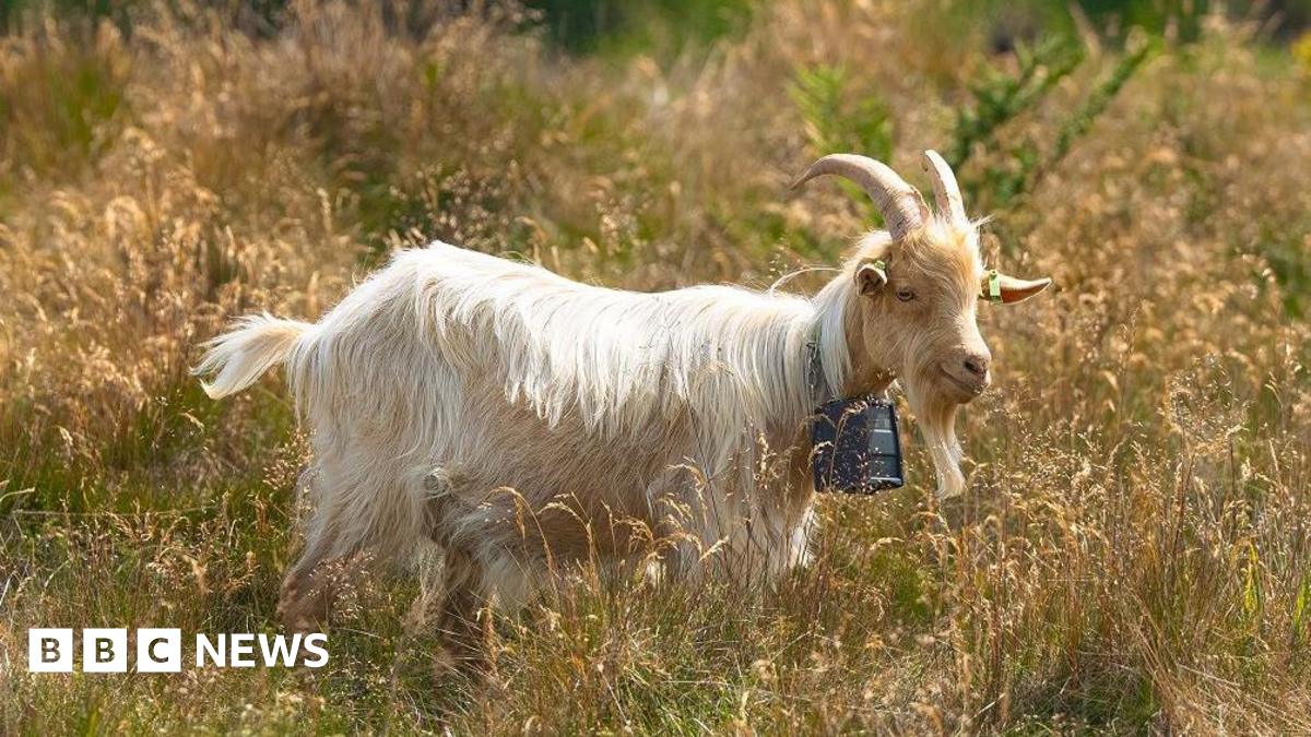 Goats on guard to protect North York Moors Roman trail - BBC News