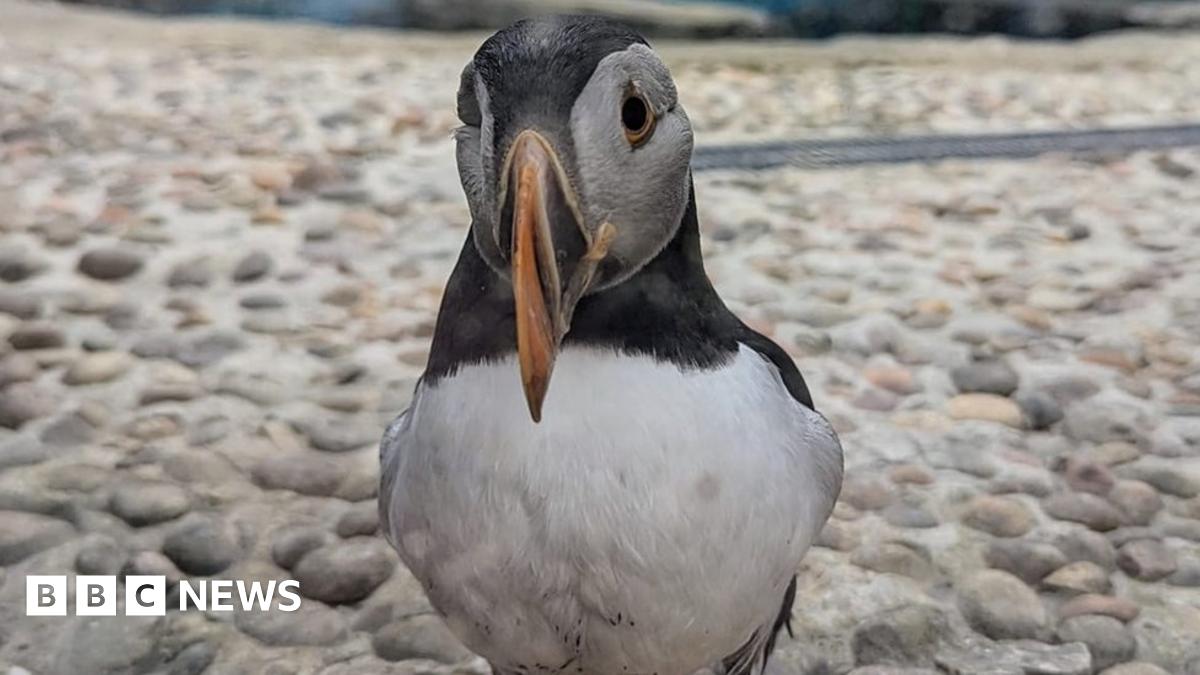 'Charming' puffins welcomed to Cornish Seal Sanctuary - BBC News