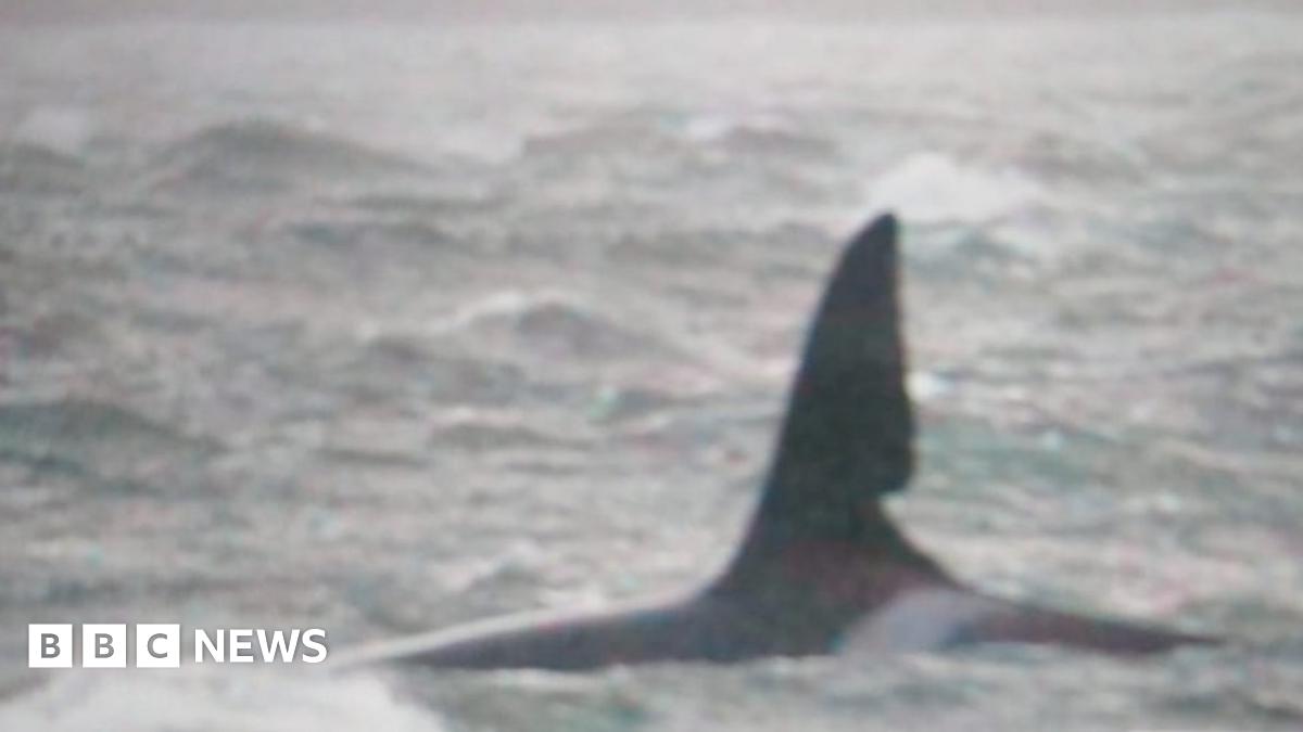 Famous orca photographed off Chanonry Point - BBC News