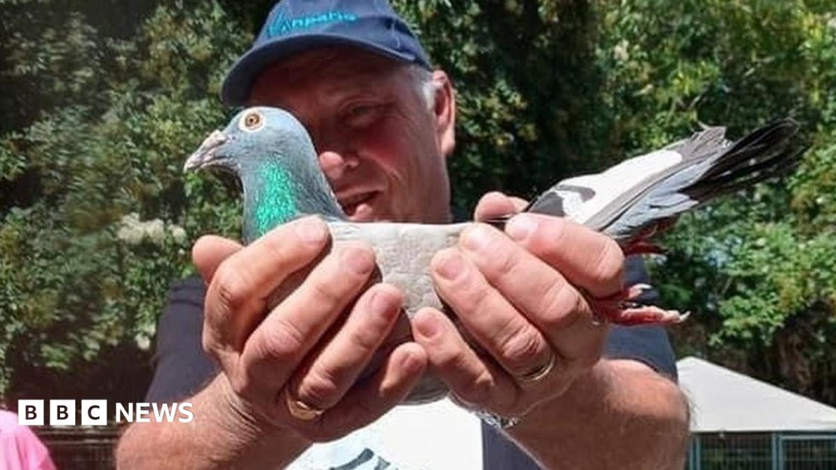 Lost homing pigeon Bob back in the UK after American adventure - BBC News