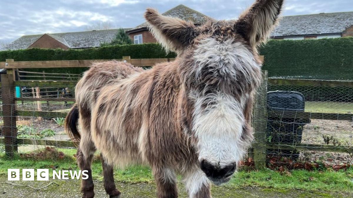Bitteswell donkey 'lonely' after death of goat best friend - BBC News