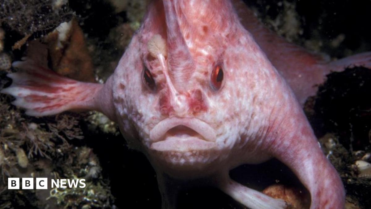 Rare pink handfish spotted in Australia for first time in decades - BBC ...