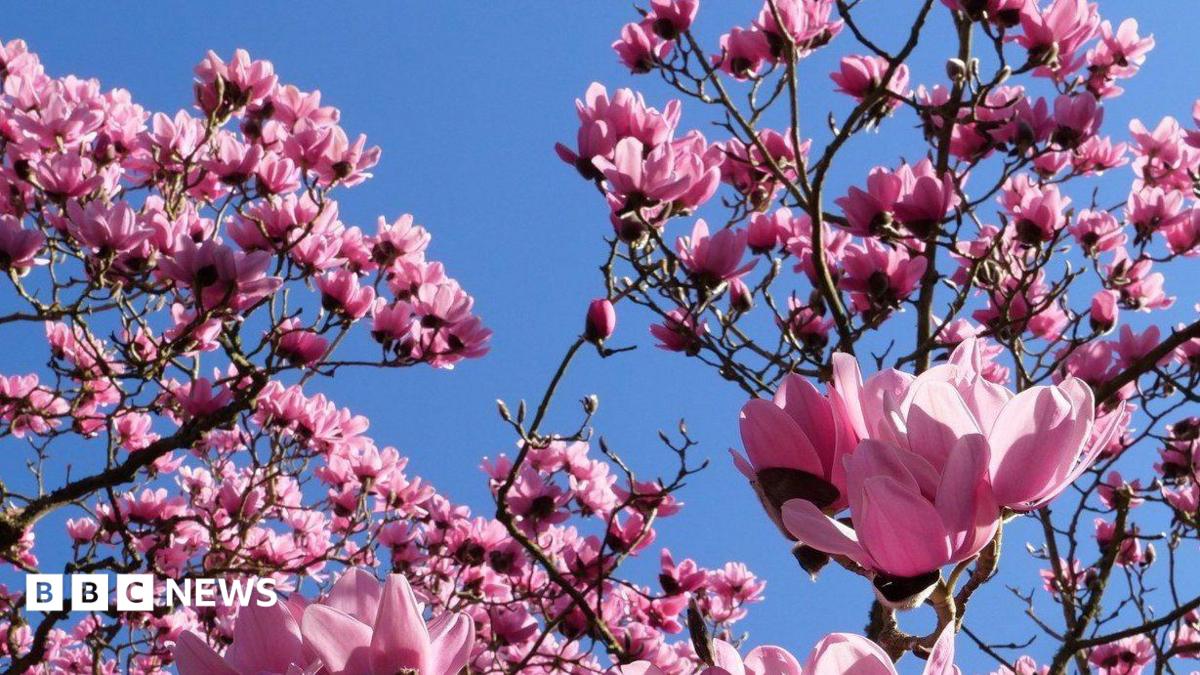 Headlines: Spring scenes and bridge closure - BBC News