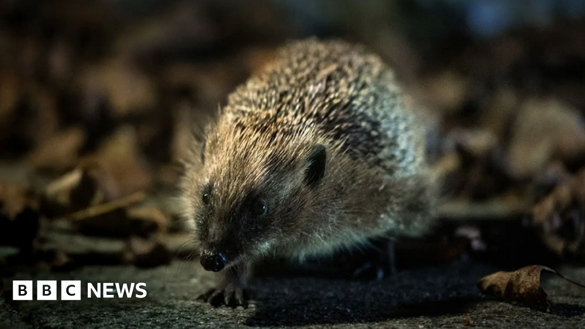 Calls to help hedgehogs as 'numbers half in a decade' - BBC News