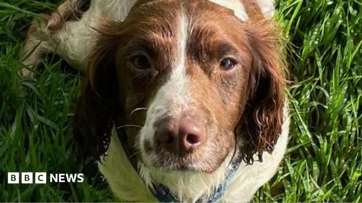 Six dogs found abandoned on Bodmin Moor - BBC News