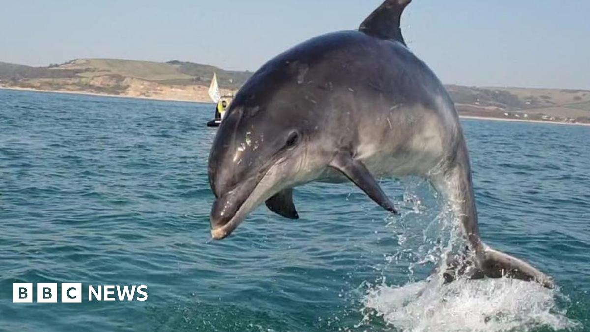 'Danny the Dolphin' believed dead off Portland - BBC News