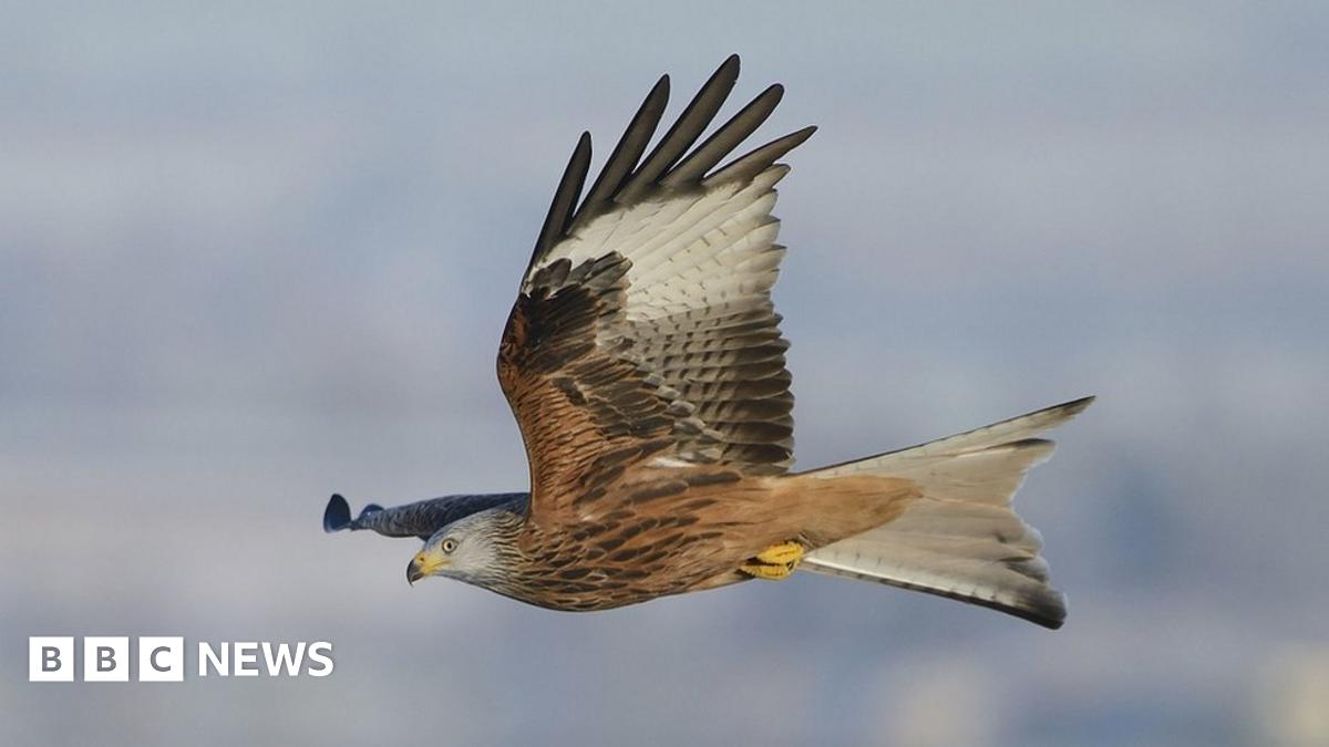 RSPB calls for tighter laws on banned pesticides in Northern Ireland ...