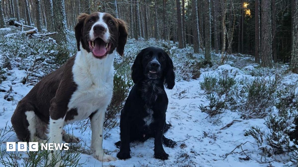 Your UK weather pictures of snow and frost - BBC News