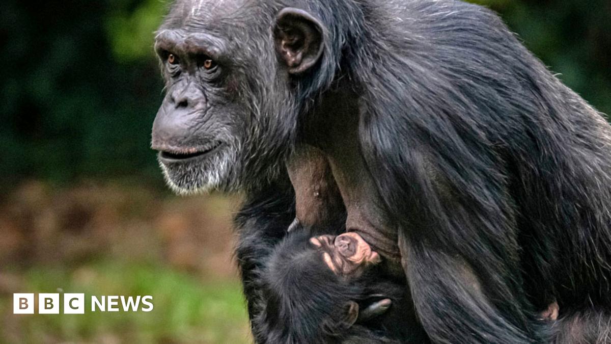 Chester Zoo celebrates birth of world's rarest chimpanzee - BBC News