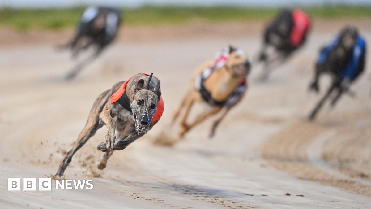 The Towcester greyhound race with a £175k winning prize - BBC News