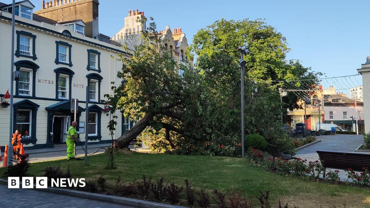 Remains of fallen cherry blossom tree offered fro local projects - BBC News