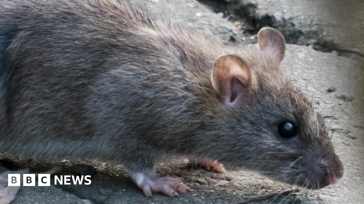 Spalding: Call for action over town centre rat sightings - BBC News