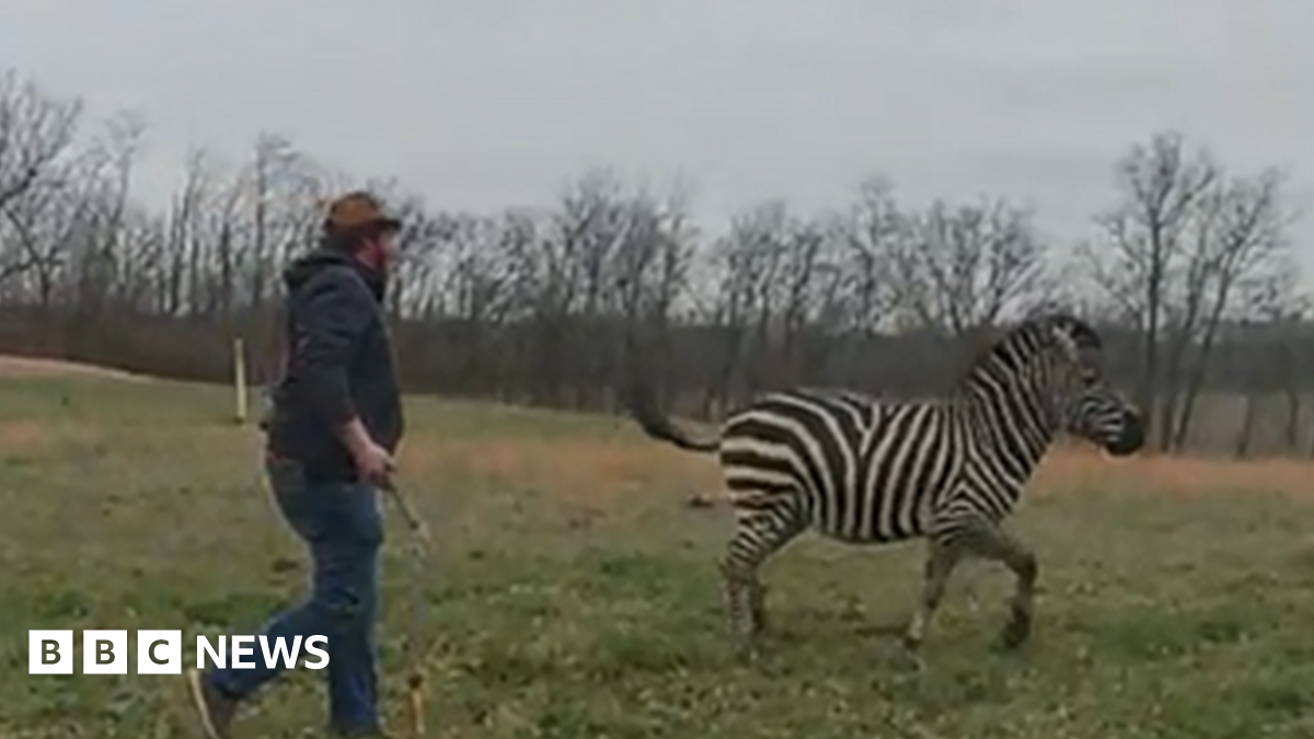 A zebra in Ohio attacked a man and charged police before it was shot ...