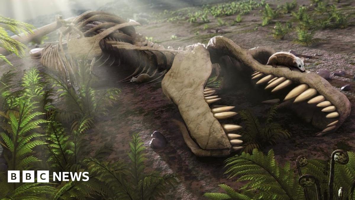 Dinosaurs 'in decline' 50 million years before asteroid strike - BBC News