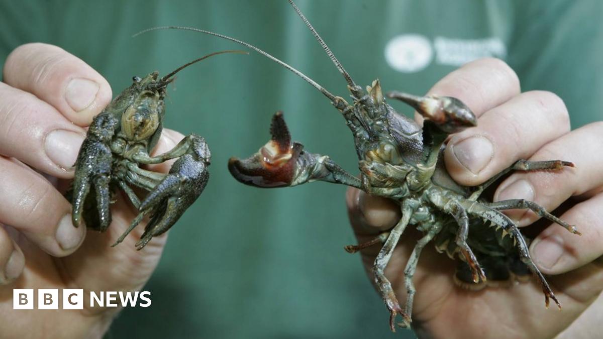 crayfish identification uk