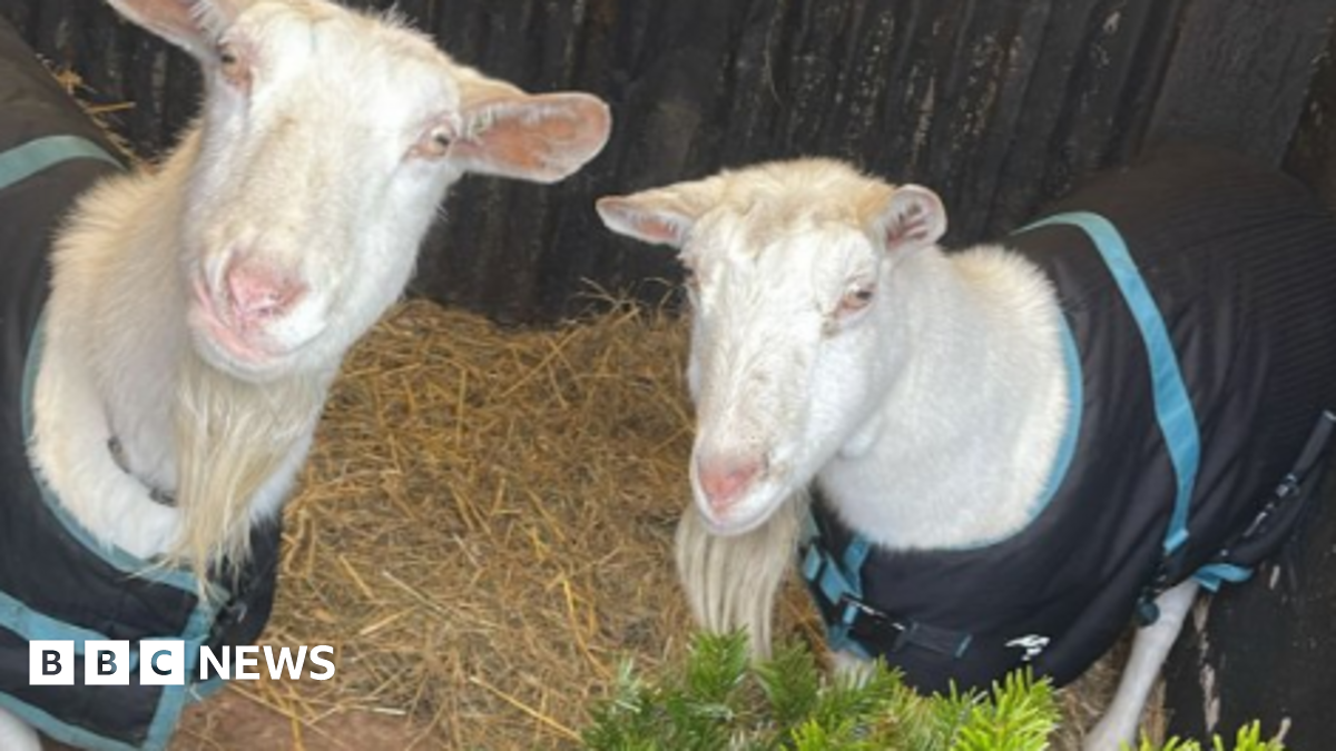 Goats gobble up discarded Christmas trees - BBC News