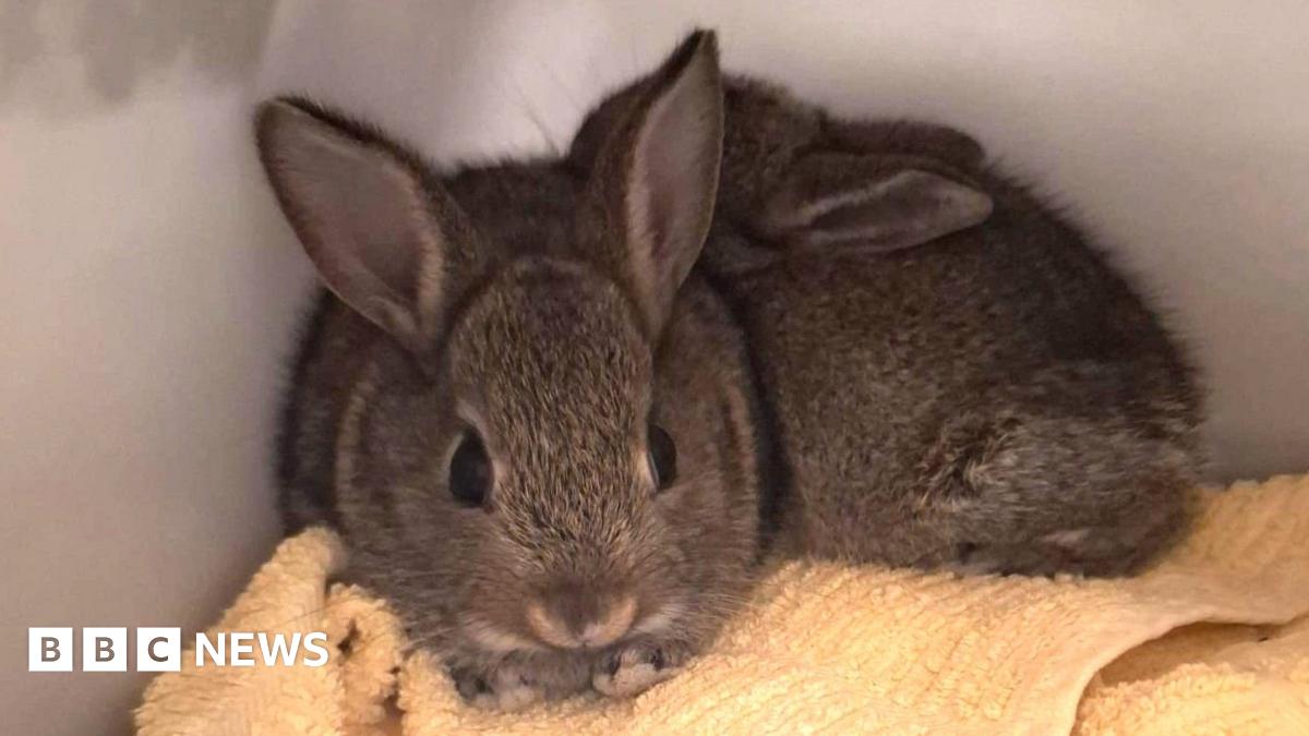 Stowaway baby rabbits found on North Sea drilling rig - BBC News
