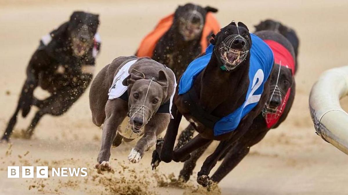 Greyhound racing ban law in Wales faces cross-party criticism - BBC News