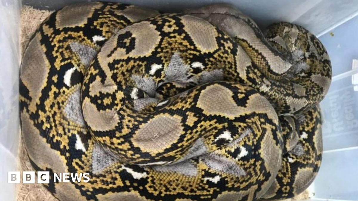 Reticulated Python dumped in Somerset lay-by - BBC News