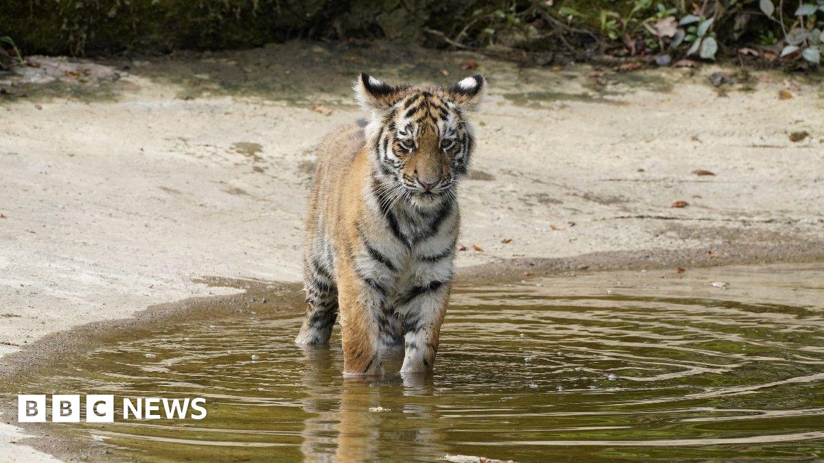 Rare tiger cubs explore Longleat ahead of release into safari - BBC News