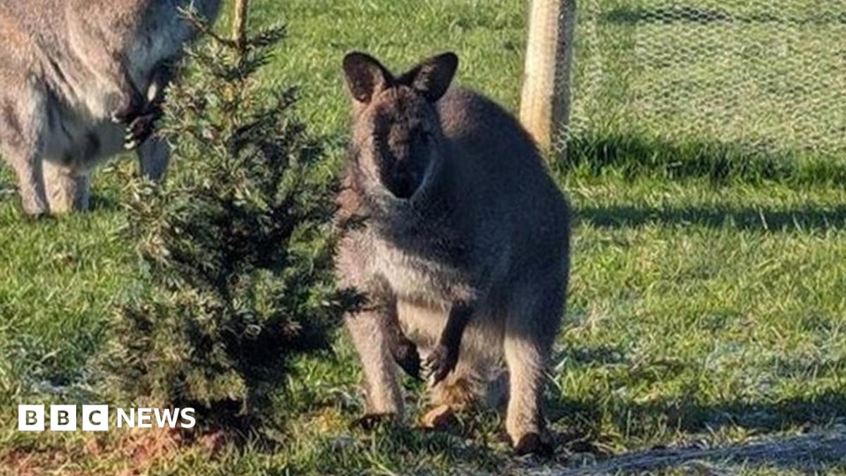 Greendale's missing wallaby Wes 'alive' but still on the loose - BBC News