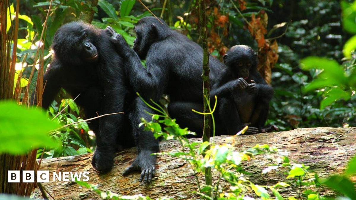 Bonobo squeaks hint at earlier speech evolution - BBC News