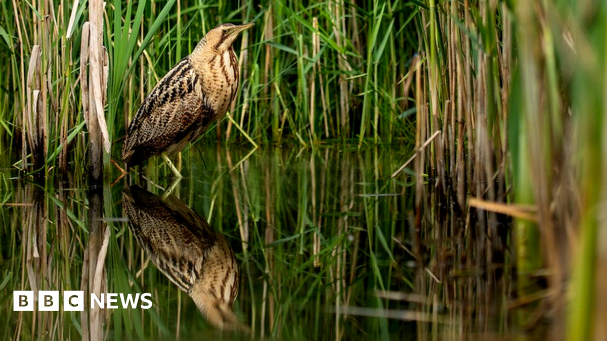 RSPB: Bitterns make booming recovery in UK wetlands - BBC News