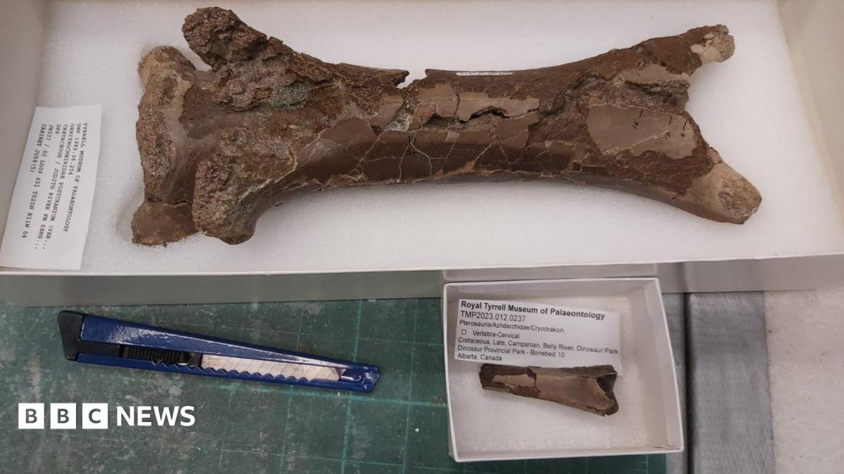Prehistoric bone bitten by croc-like creature discovered in Canada ...