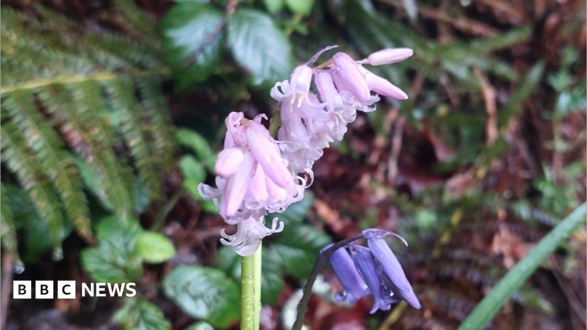 Pink bluebell a 'wonderful first' for Devon nature reserve worker - BBC ...