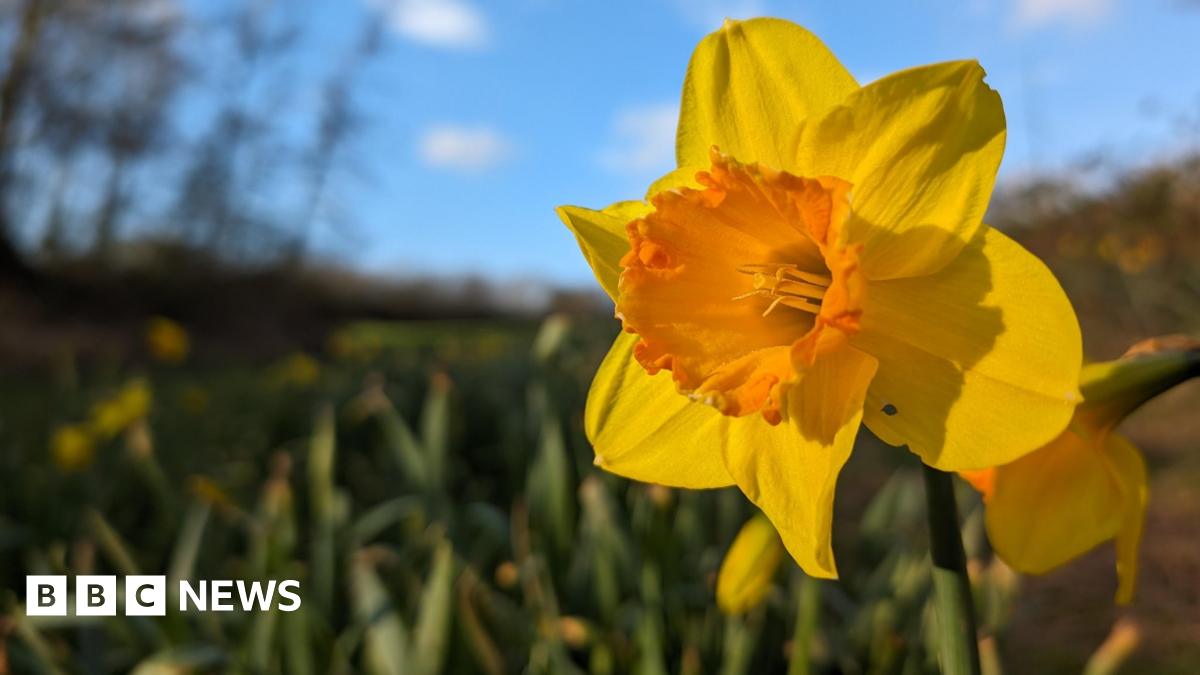 Your pictures: 'Spring has sprung' - BBC News