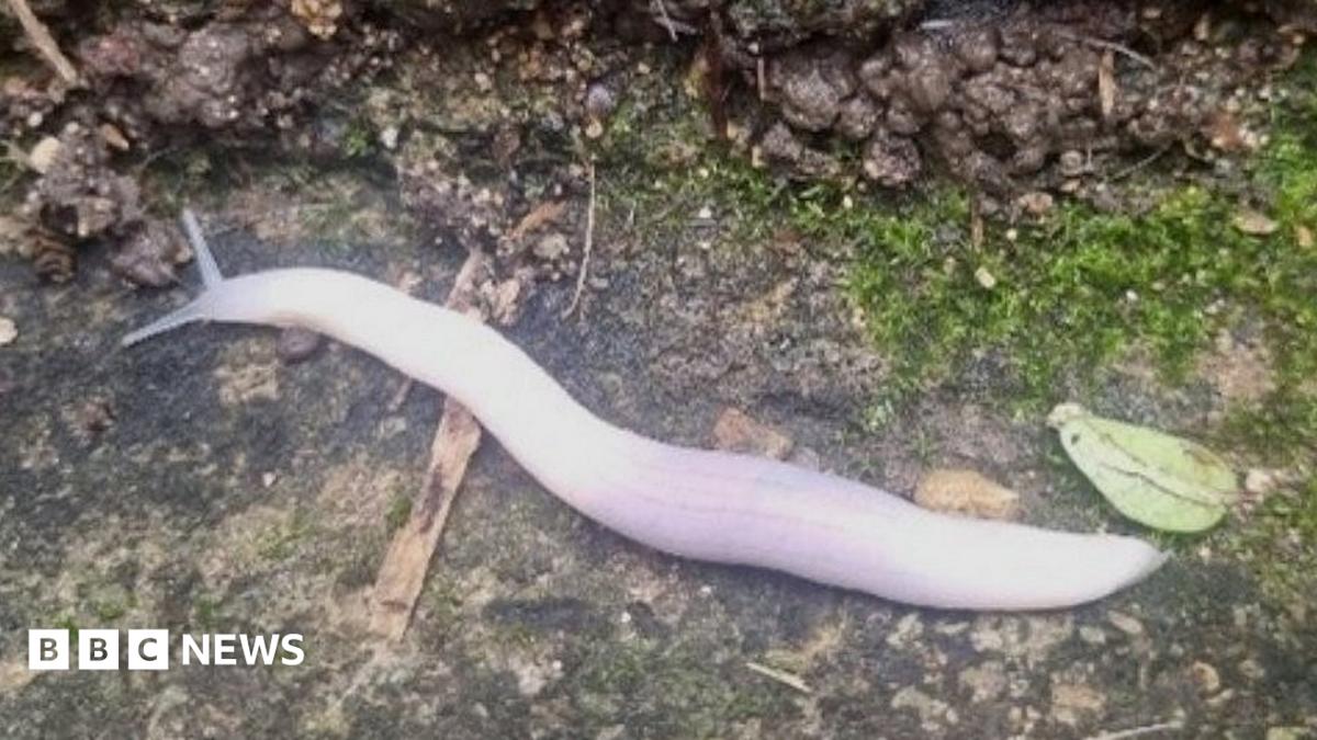 Rare worm-eating ghost slug spotted on Stroud path - BBC News