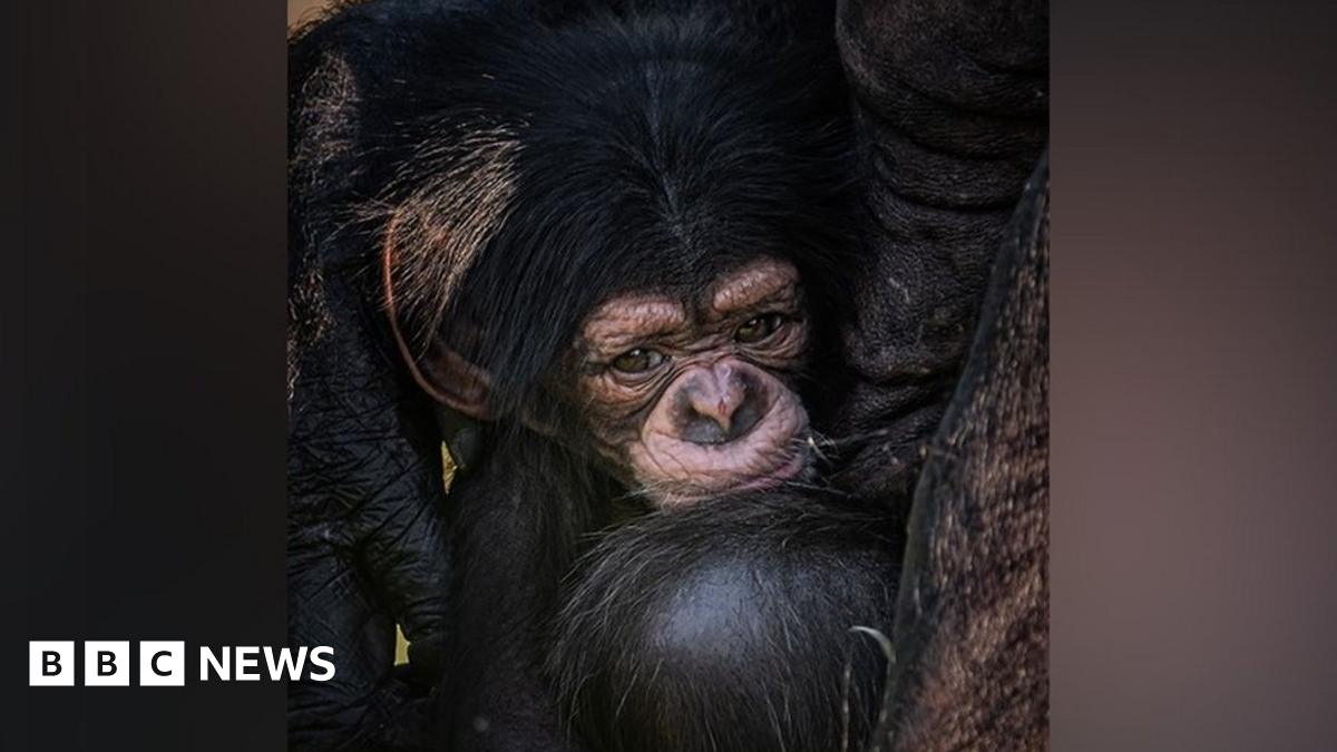 Chester Zoo celebrates birth of rare chimpanzee - BBC News