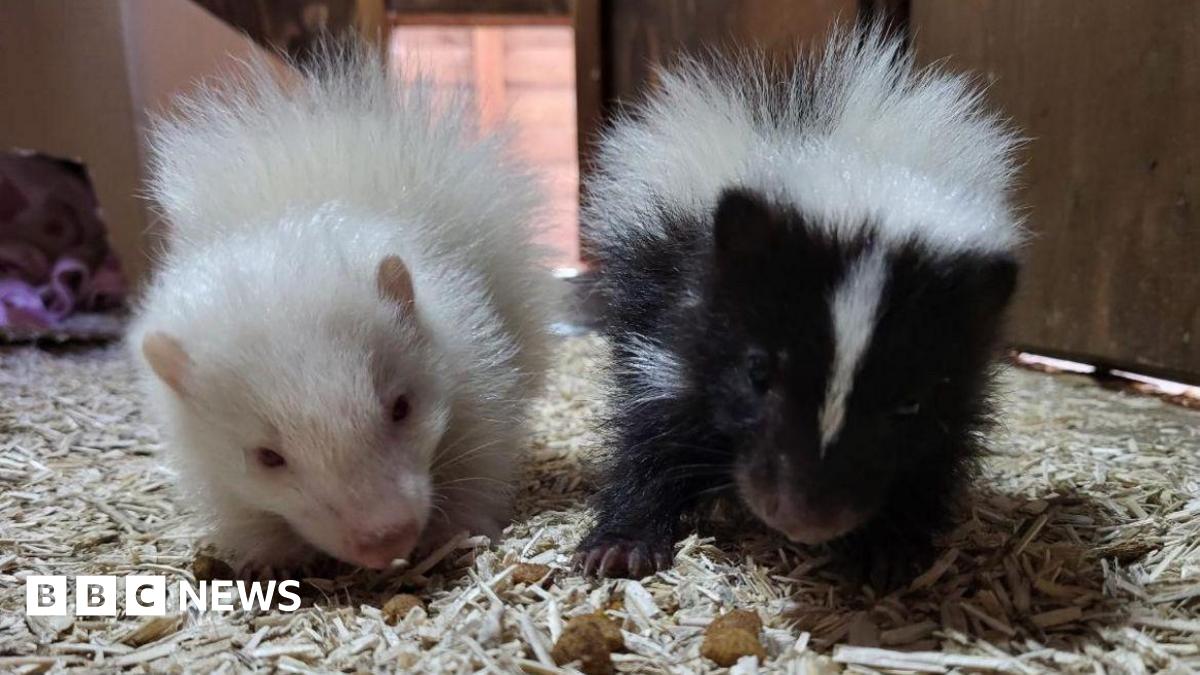 Suffolk Rural college welcomes new baby wallaby and skunks - BBC News