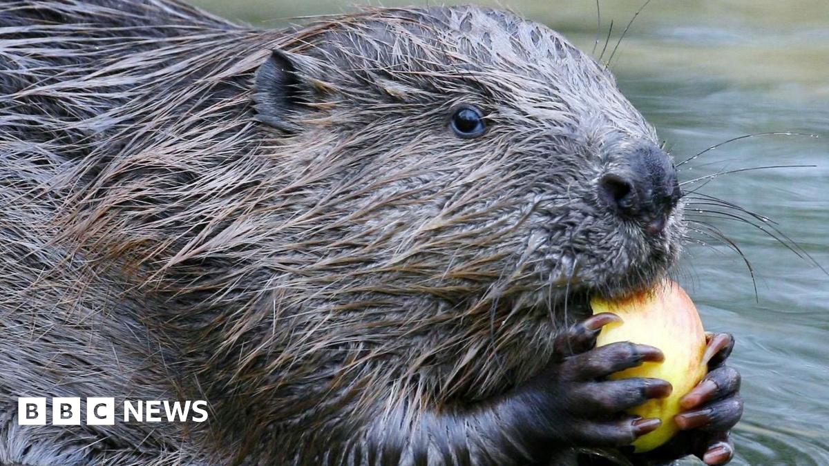 Beaver activists claim they are 'doing God's work' - BBC News