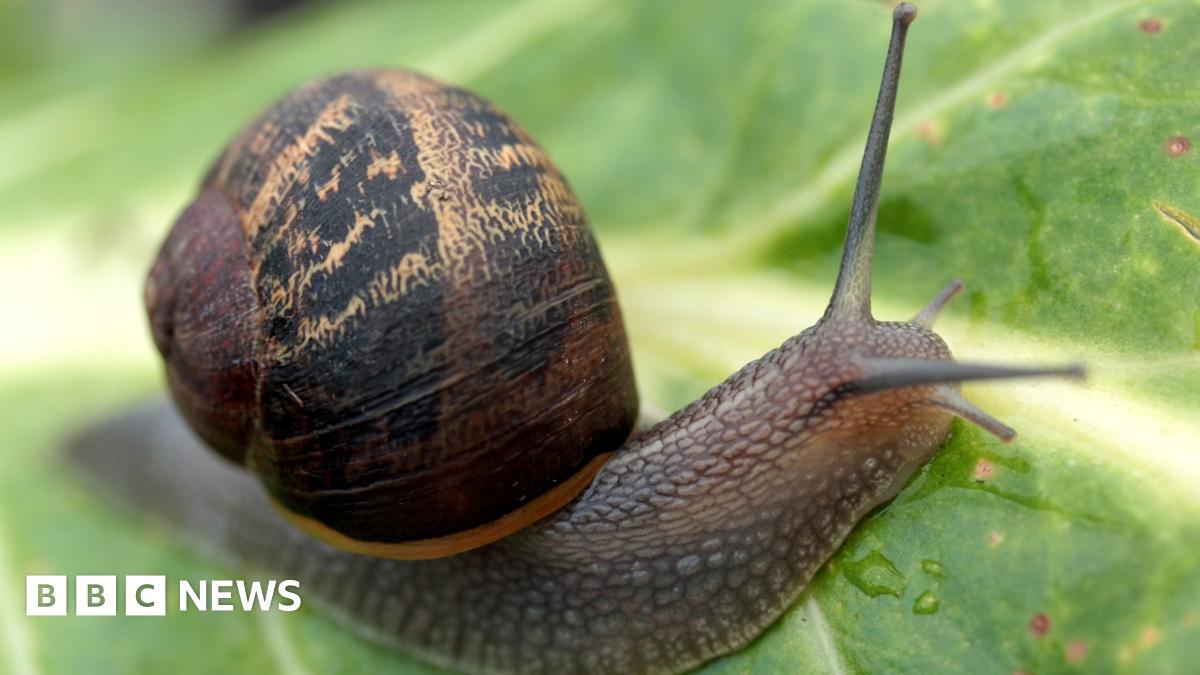 Snails use 'two brain cells' to make decisions, Sussex University ...