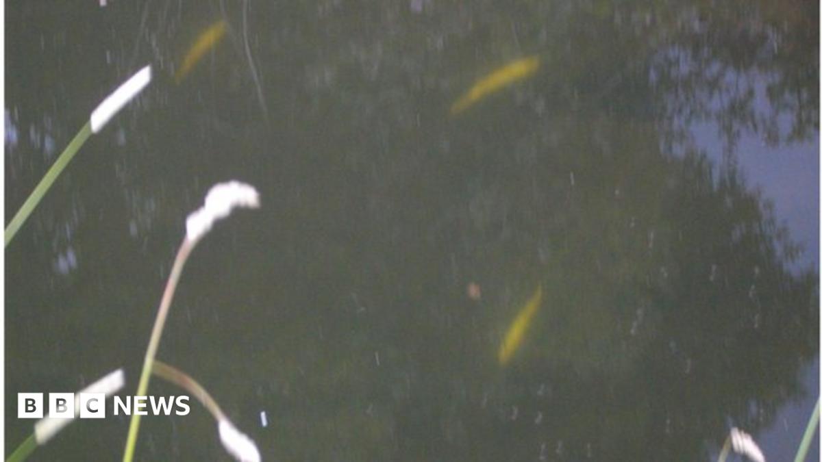 River Enler fish kill: Up to 300 dead trout found - BBC News