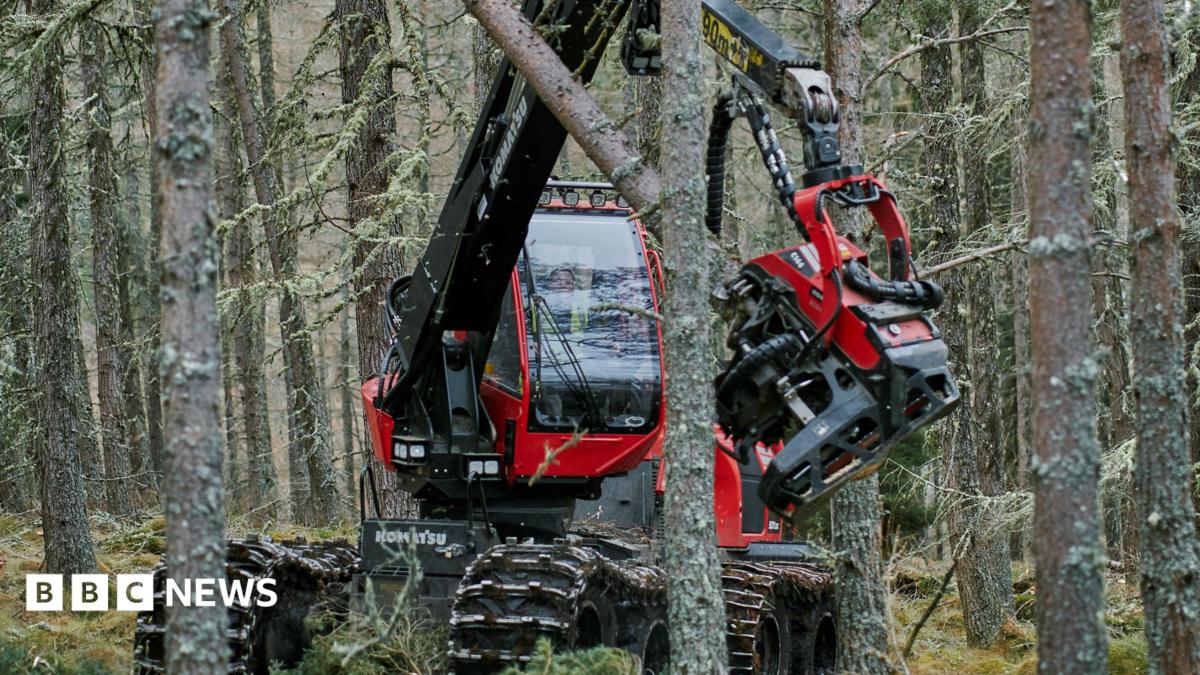 'Chainshot' risk warning over Tweed Valley tree felling - BBC News