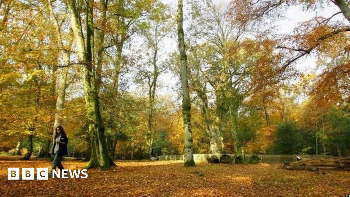 New Forest National Park plan for park and ride - BBC News