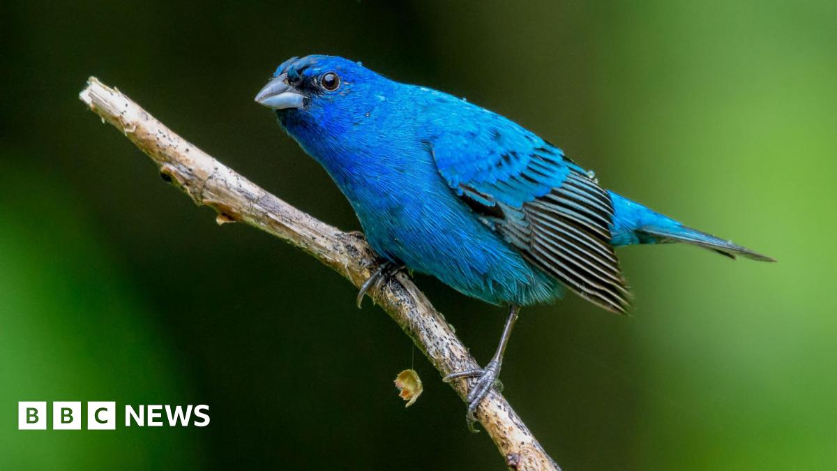 Rare blue songbird spotted in Guernsey - BBC News