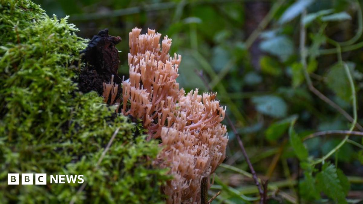 Ecologist finds rare form of fungus in Kent - BBC News