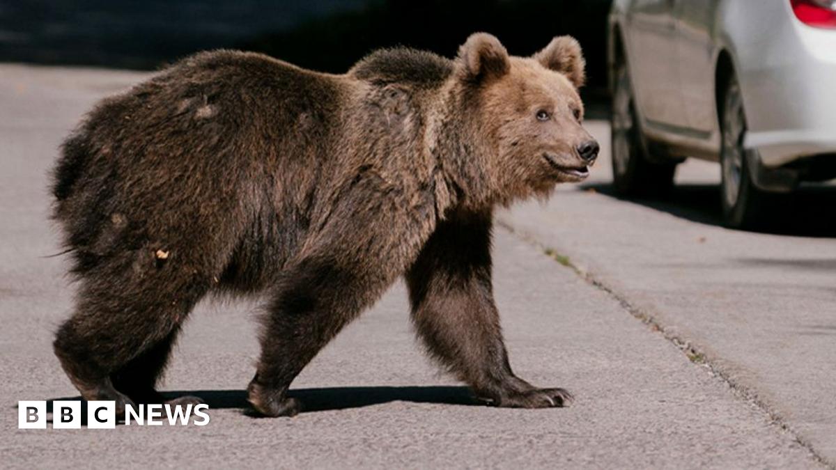 A bear mauled a teen to death. Will a cull solve Romania's bear problem ...