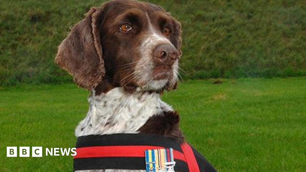 Lifesaving RAF sniffer dog honoured at Waddington - BBC News