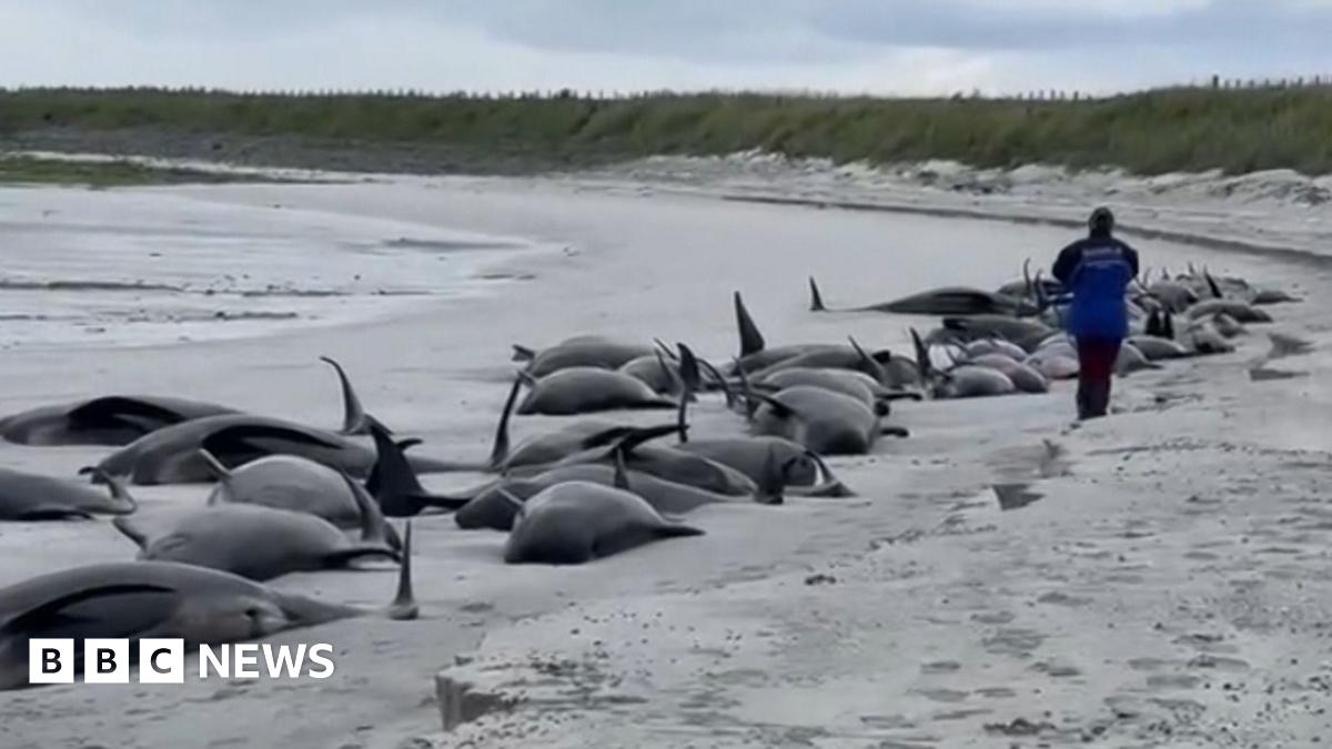 Whole pod of 77 whales die in mass stranding in Orkney - BBC News