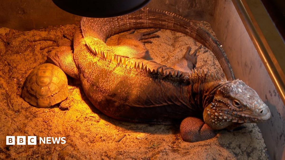 Energy costs force owners to give up their pet reptiles - BBC News